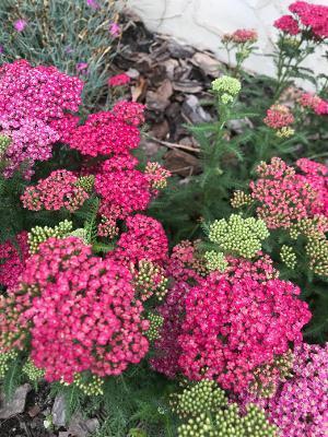 Yarrow (Achillea millefolium New Vintage™ Rose) in the Yarrows Database ...