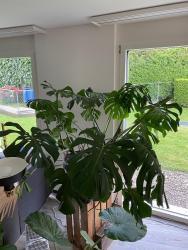 Large Form Monstera Deliciosa vs Deliciosa Borsigiana in the ...