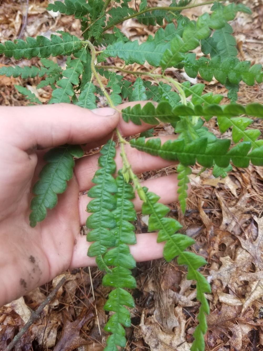 Exeter RI, fern-like tree? in the Plant ID forum - Garden.org