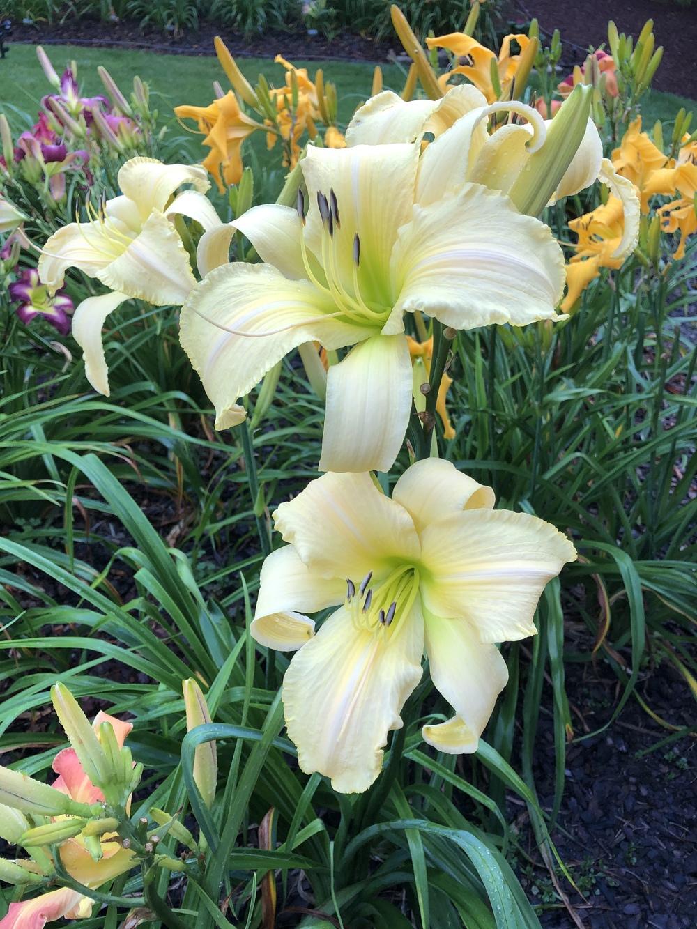 Photo of the bloom of Daylily (Hemerocallis 'Amazing Adam') posted by ...