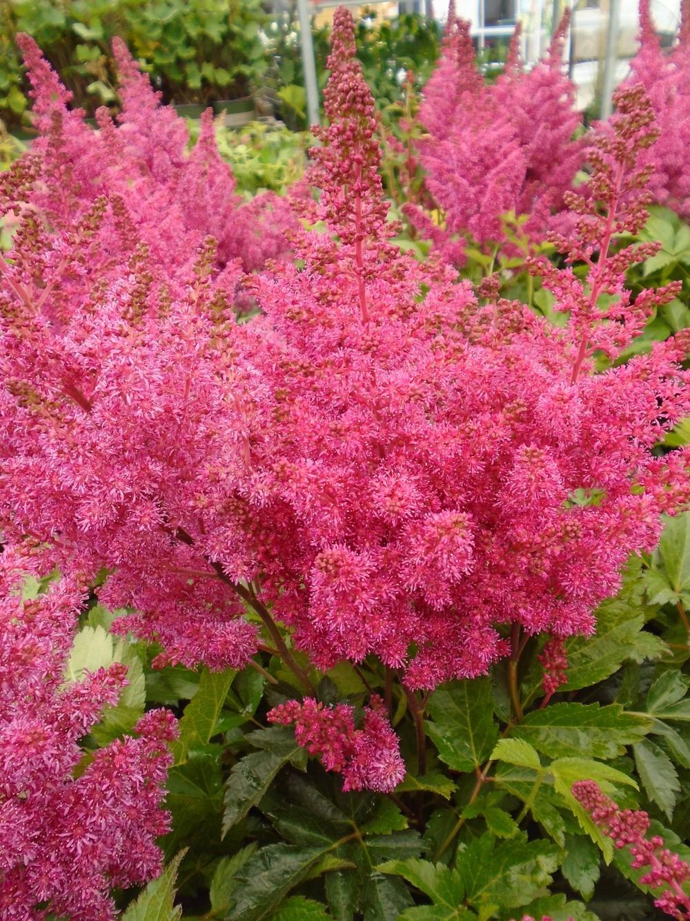 Astilbes: Plant Care and Collection of Varieties - Garden.org