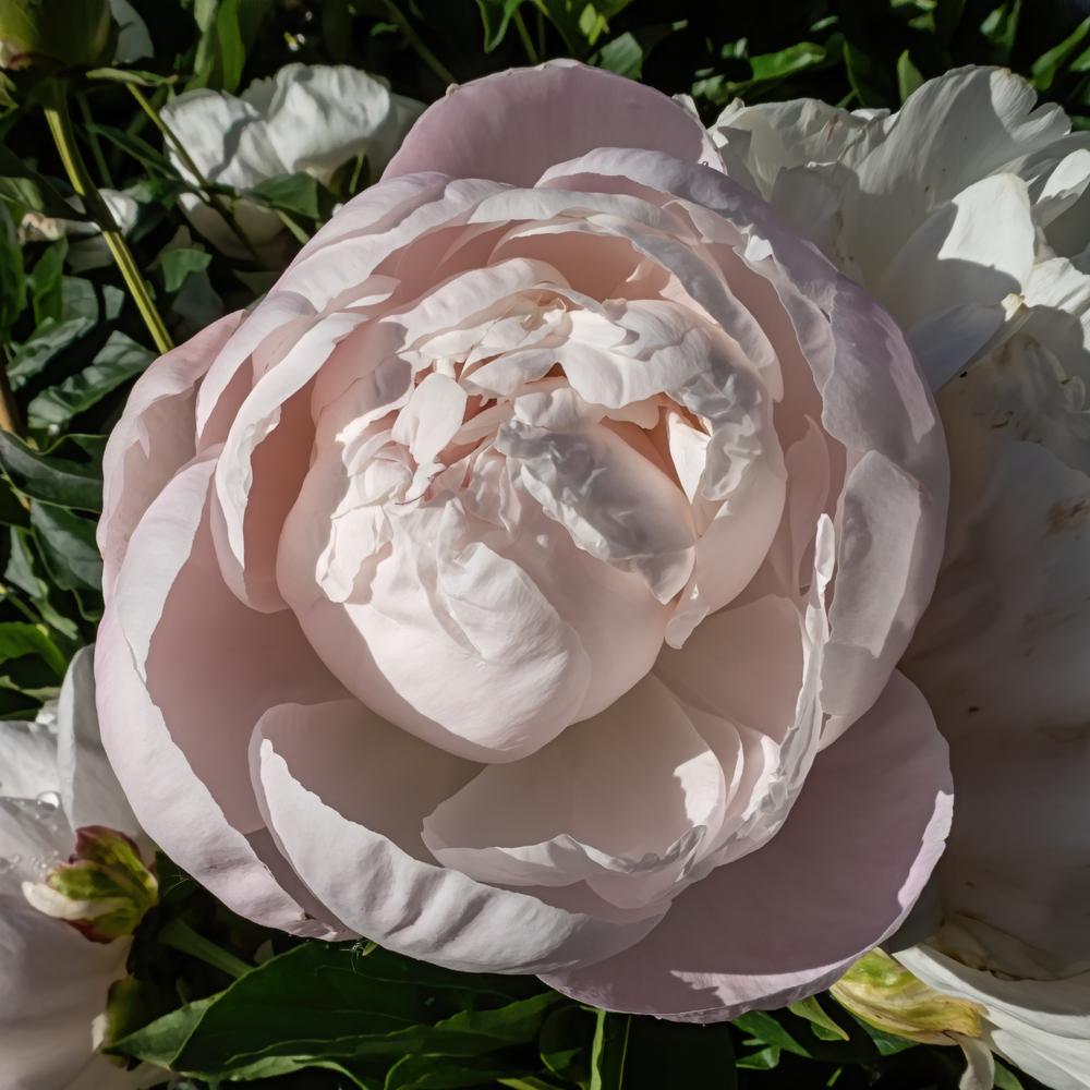 Photo of the closeup of buds, sepals and receptacles of Chinese Peony ...