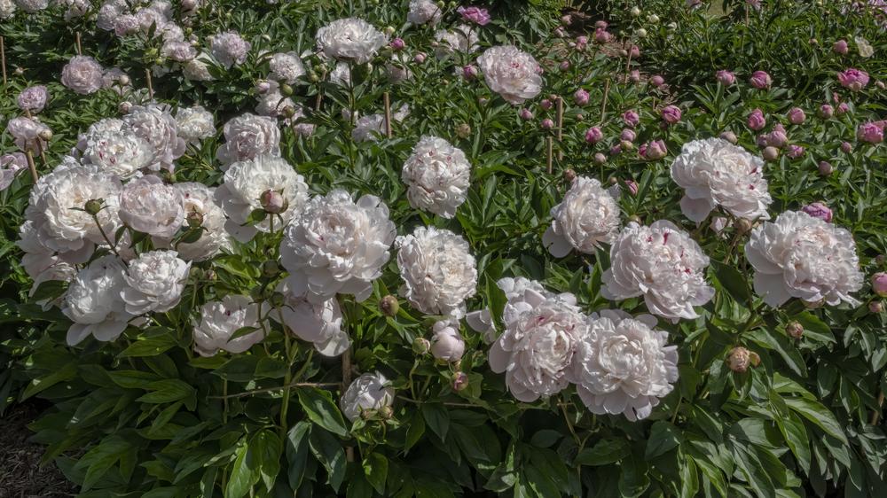 Photo of the entire plant of Chinese Peony (Paeonia lactiflora 'Nick ...