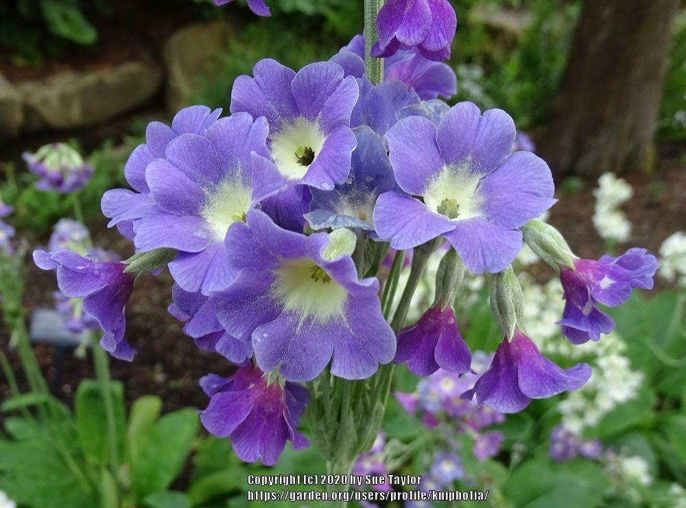 Marsh Primrose (Primula alpicola) in the Primroses Database - Garden.org