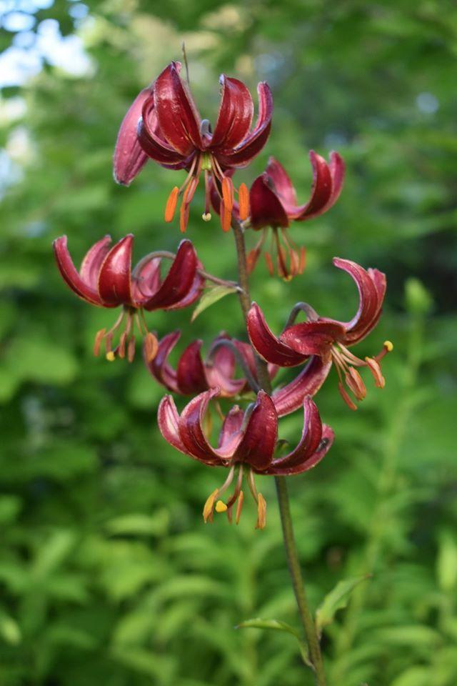 Lilies: Plant Care and Collection of Varieties - Garden.org
