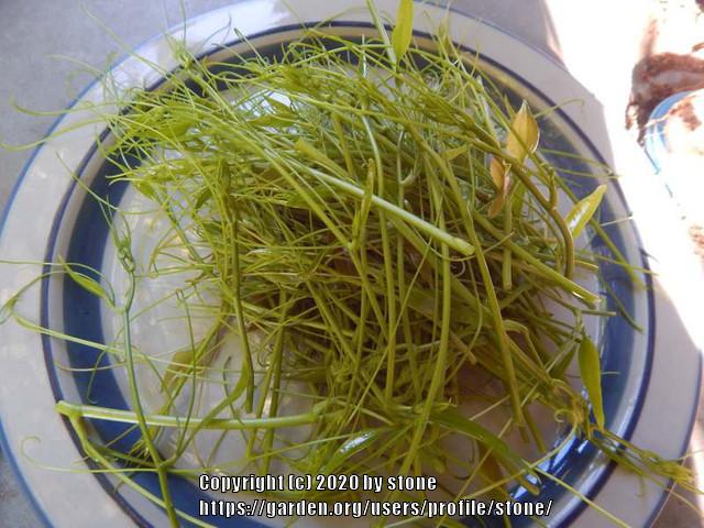 Evil Saw Greenbriar, aka Catbriar, Bullbriar, Tramp's Trouble, Smilax ...