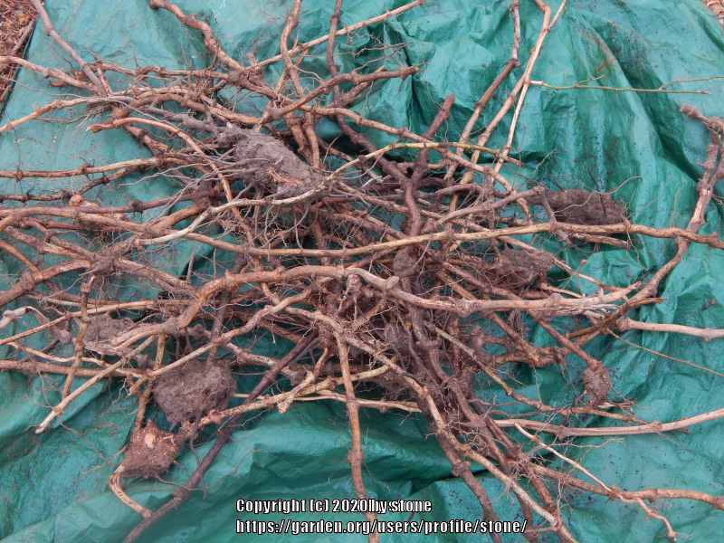 Evil Saw Greenbriar, aka Catbriar, Bullbriar, Tramp's Trouble, Smilax ...