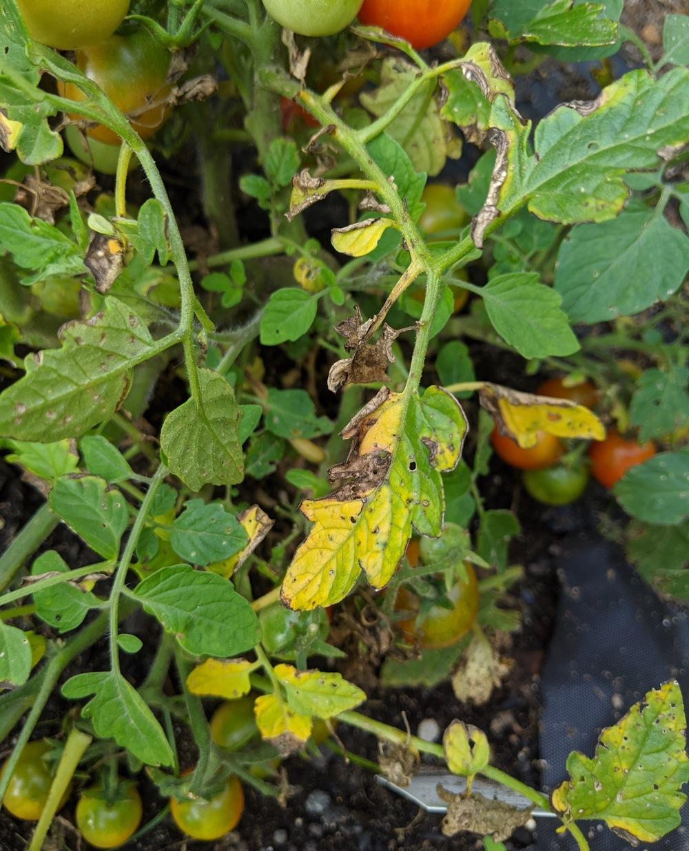 Is this bacterial canker? in the Pests and Diseases forum - Garden.org