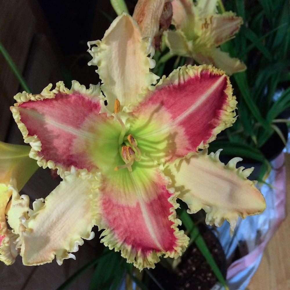 Daylilies: Plant Care and Collection of Varieties - Garden.org