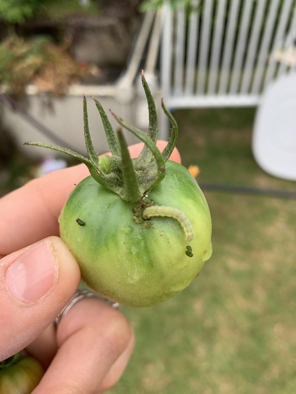 Caterpillar infested tomato plant in the Ask a Question forum - Garden.org