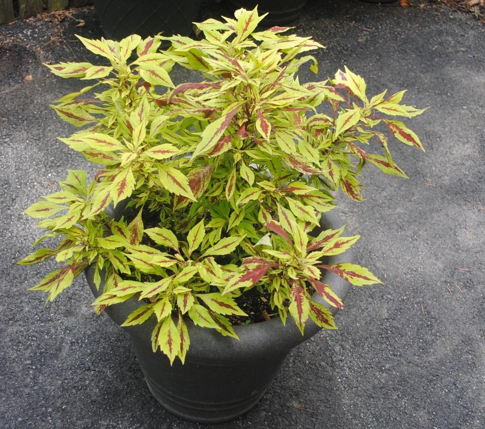 Photo of the entire plant of Coleus (Coleus scutellarioides 'Pineapple ...
