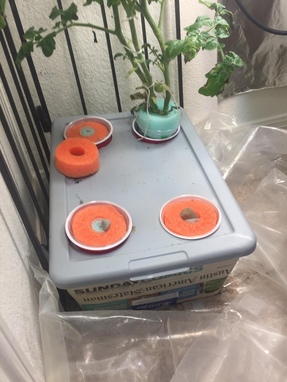 Passive Hydroponics - The Kratky Method in the All Things Gardening ...