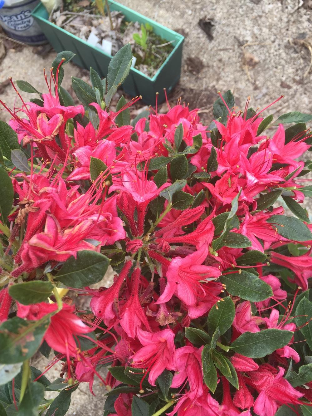 Flame Azalea (Rhododendron 'Millenium') in the Rhododendrons Database ...
