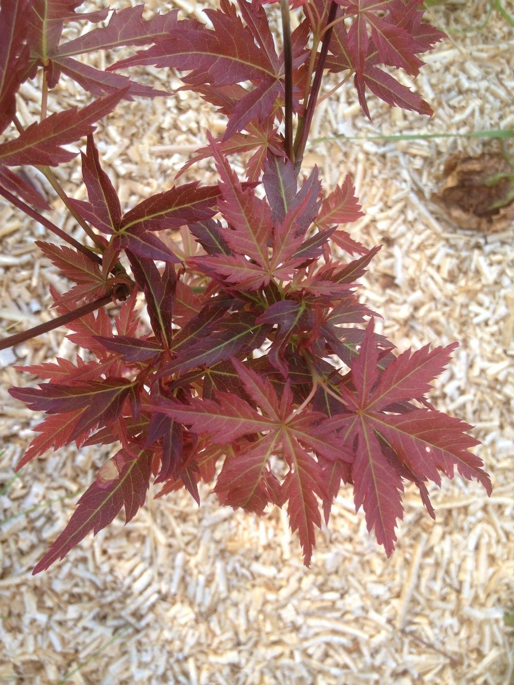 Japanese Maple (Acer palmatum 'Mirte') - Garden.org
