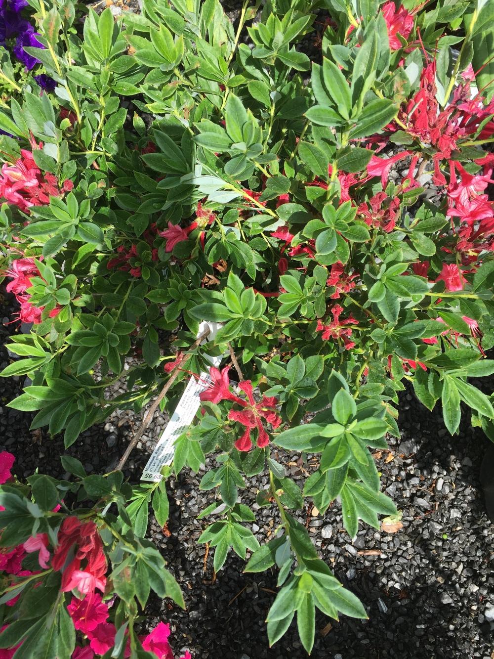 Photo of the bloom of Flame Azalea (Rhododendron 'Millenium') posted by ...