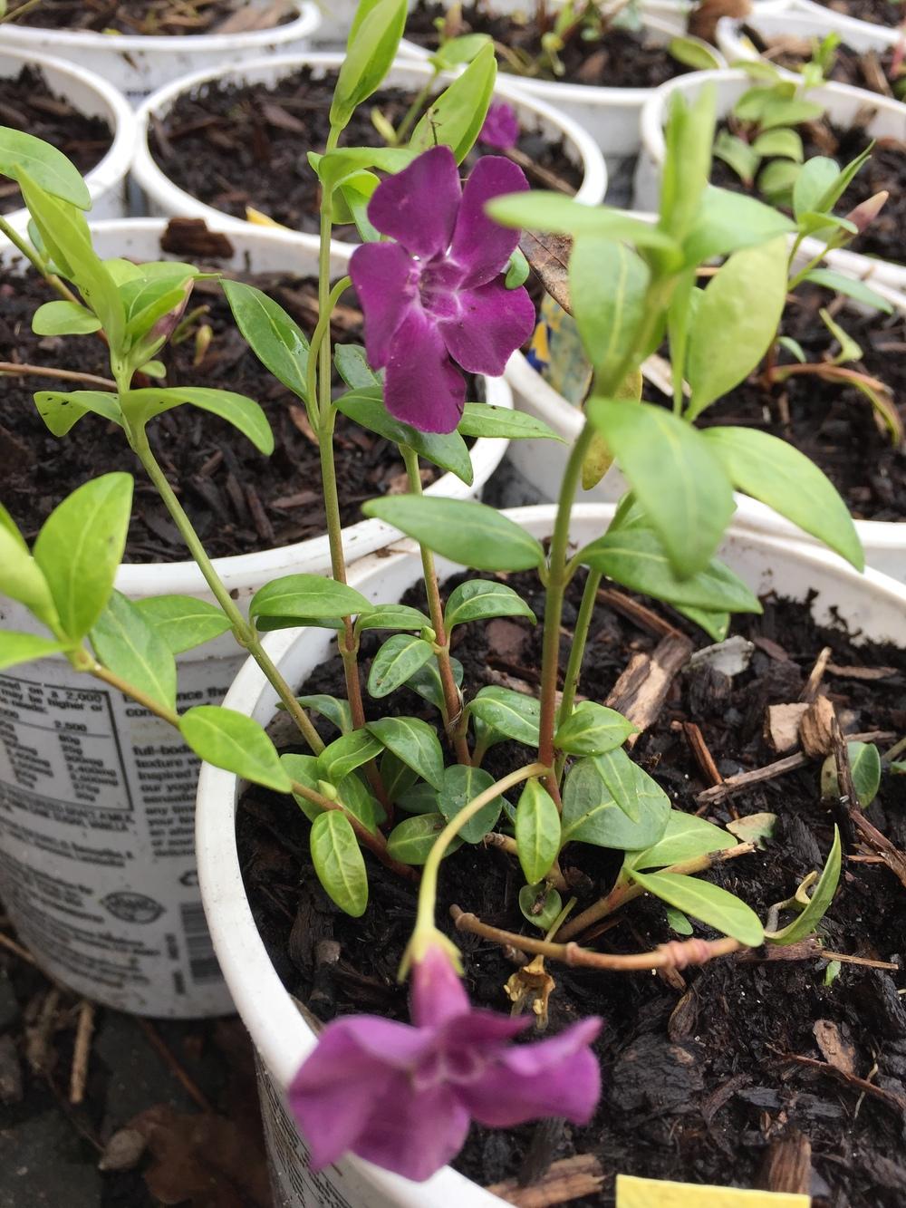 Photo of the bloom of Wine Periwinkle (Vinca minor 'Atropurpurea ...