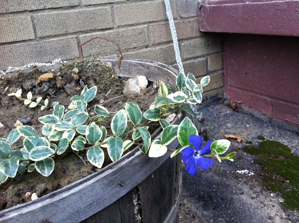 Common Periwinkle (Vinca minor 'Sterling Silver') - Garden.org