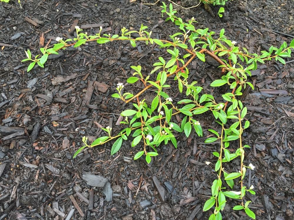 Willow-Leaf Cotoneaster (Cotoneaster salicifolius 'Repens') - Garden.org