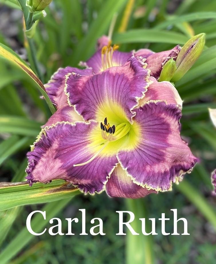 Photo of the bloom of Daylily (Hemerocallis 'Carla Ruth') posted by ...
