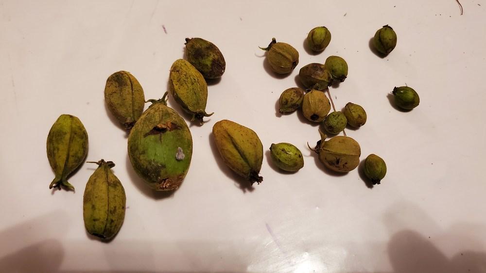 What nuts are these? in the Plant ID forum - Garden.org