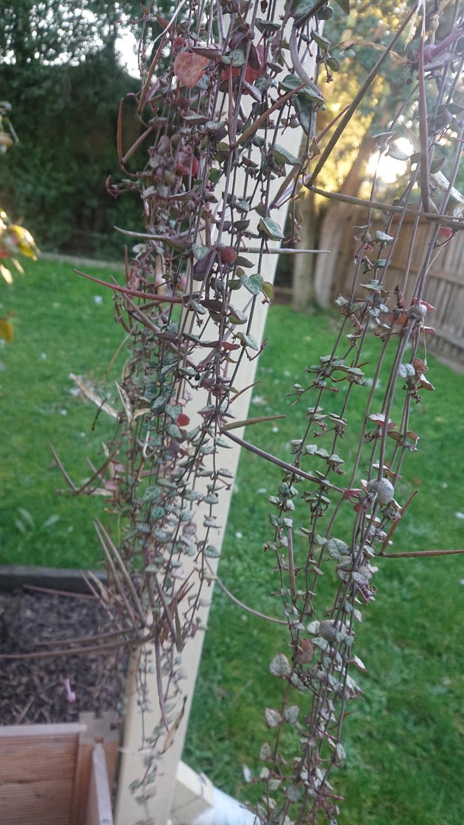 String of Hearts Growths/Shoots? in the Ask a Question forum - Garden.org