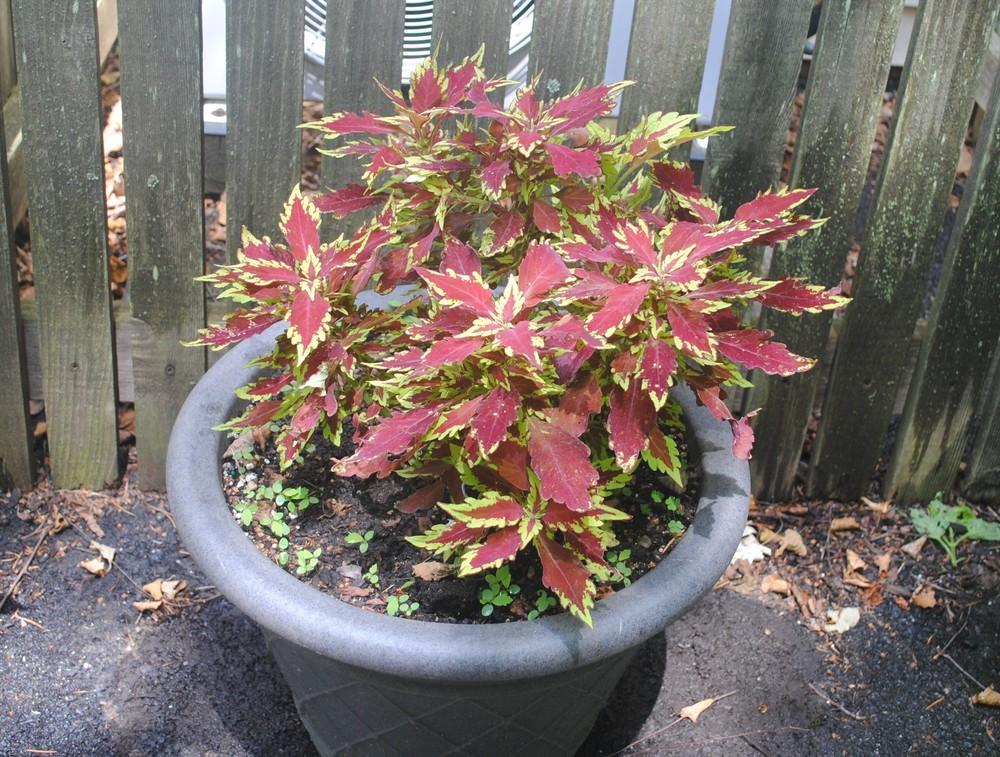 Coleus (Coleus scutellarioides ColorBlaze® Royale Pineapple Brandy™) in ...
