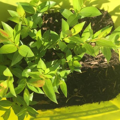 Laurel Willow (Salix pentandra Prairie Reflection®) - Garden.org