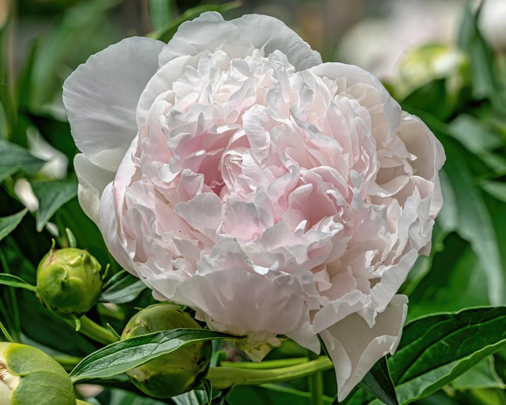Peony (Paeonia lactiflora 'Cornelia Shaylor') in the Peonies Database ...