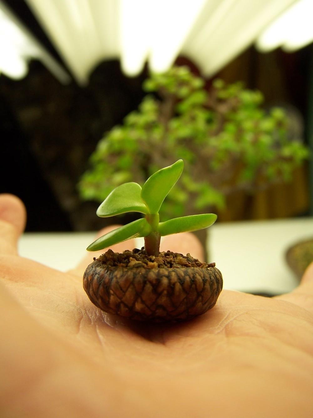 plants for very small pots in the Containers forum - Garden.org