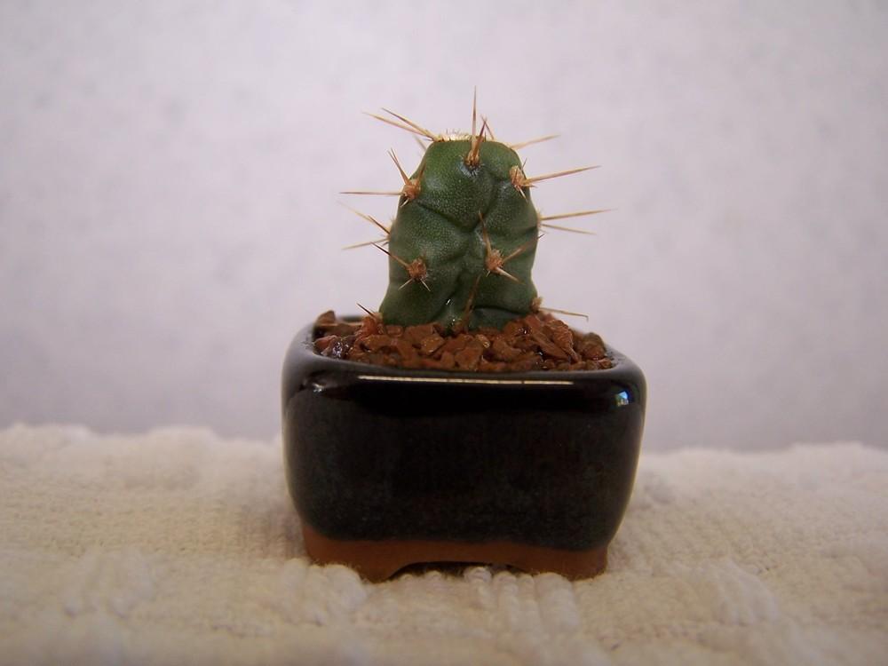 plants for very small pots in the Containers forum - Garden.org