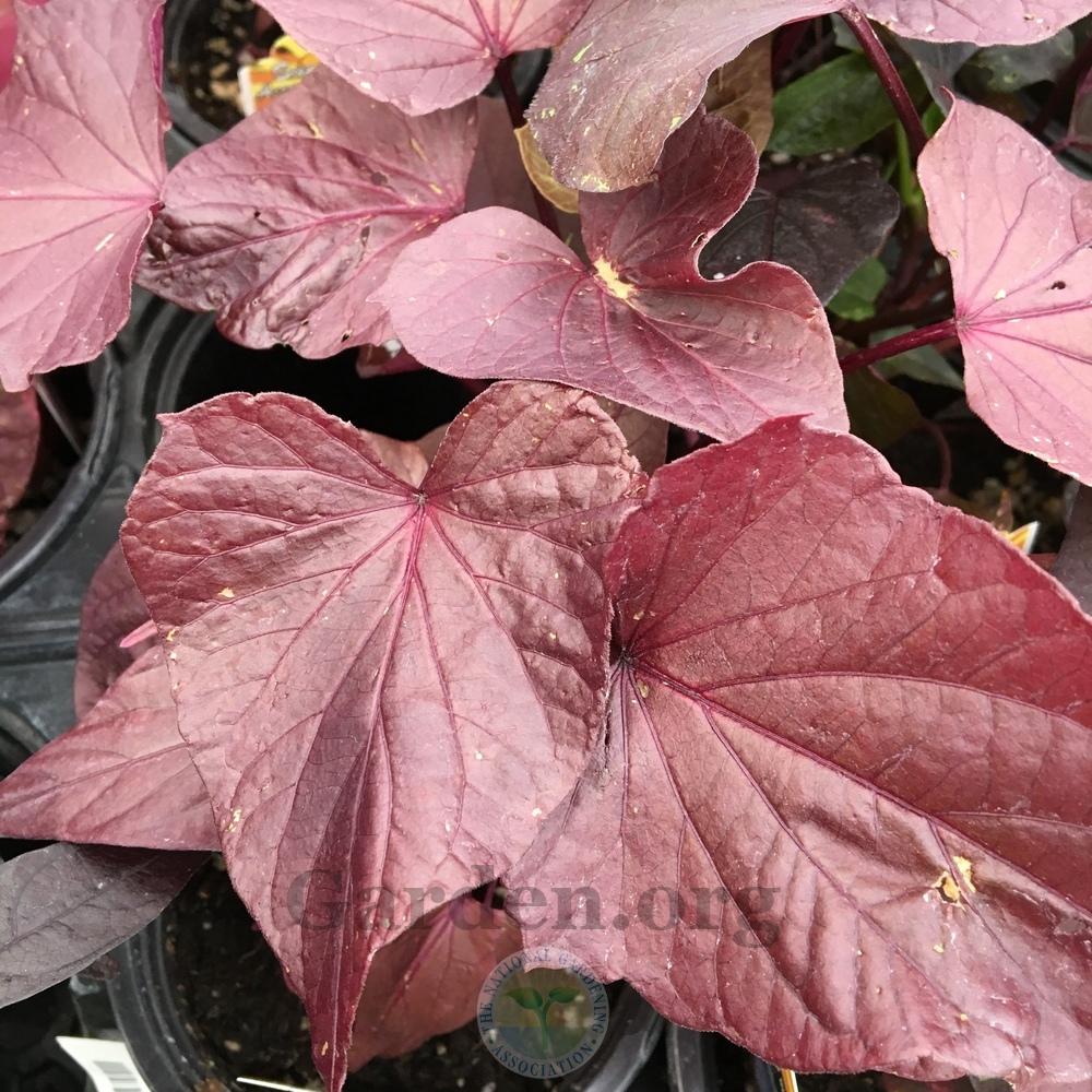 Sweet Potato (Ipomoea batatas SolarPower™ Red Heart) in the Sweet ...