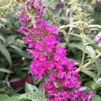 Butterfly Bush (Buddleja Buzz™ Magenta Improved) in the Butterfly ...