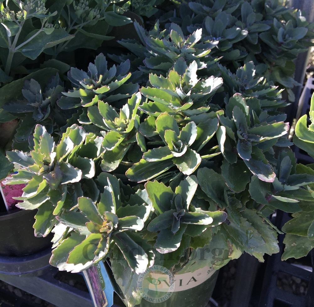 Stonecrop (Hylotelephium Evolution™ Emerald Ice) - Garden.org