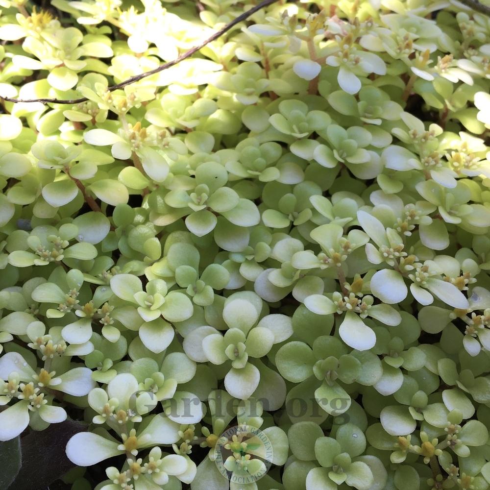 Photo of the leaves of Japanese Woodland Stonecrop (Sedum makinoi 'Ogon ...