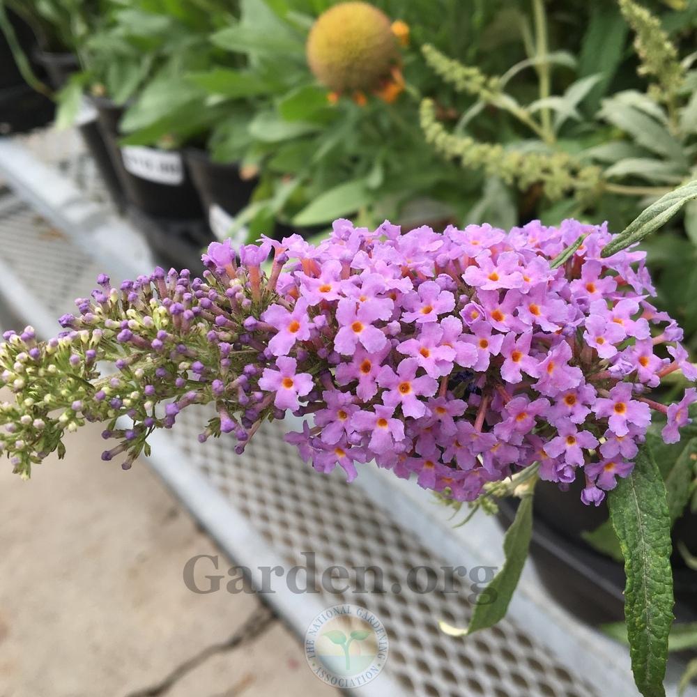 Butterfly Bush (Buddleja davidii Buzz™ Sky Blue Improved) in the ...