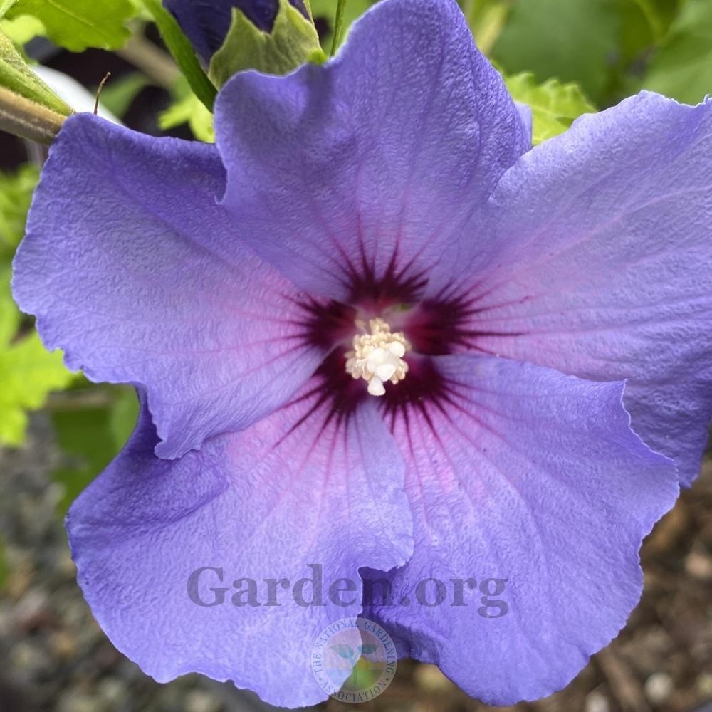 Hibiscus (Hibiscus syriacus First Editions® Hawaii™) in the Roses of ...
