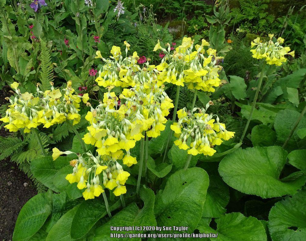 Photo of the entire plant of Candelabra Primrose (Primula prolifera ...