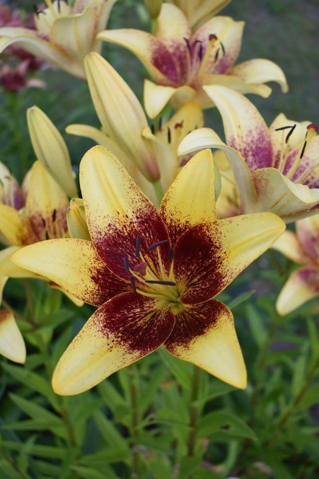 Photo of the bloom of Lily (Lilium 'Golden Stone') posted by pixie62560 ...
