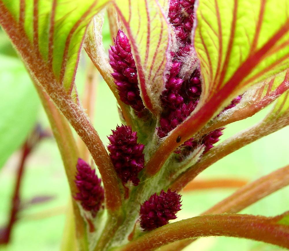 Amaranth (Amaranthus cruentus 'Mayo Indian') - Garden.org