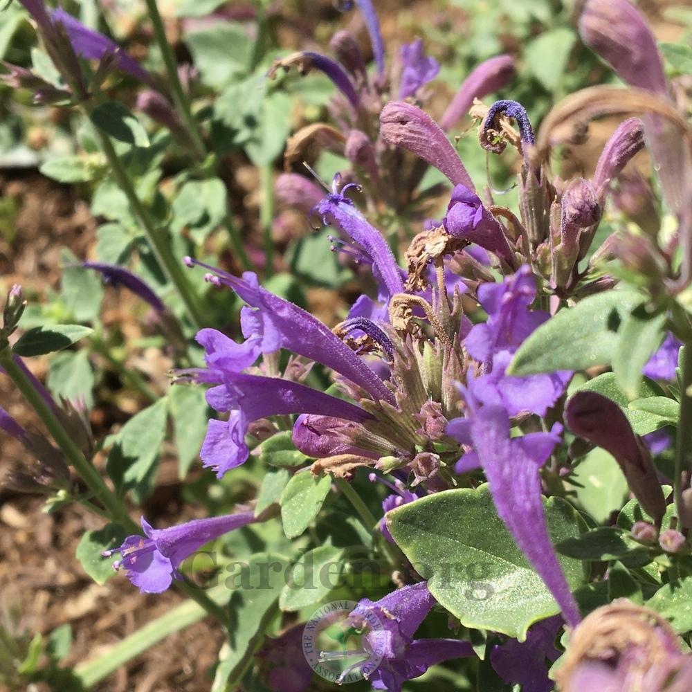 Hummingbird Mint (Agastache Sunrise™ Blue) in the Anise Hyssops ...