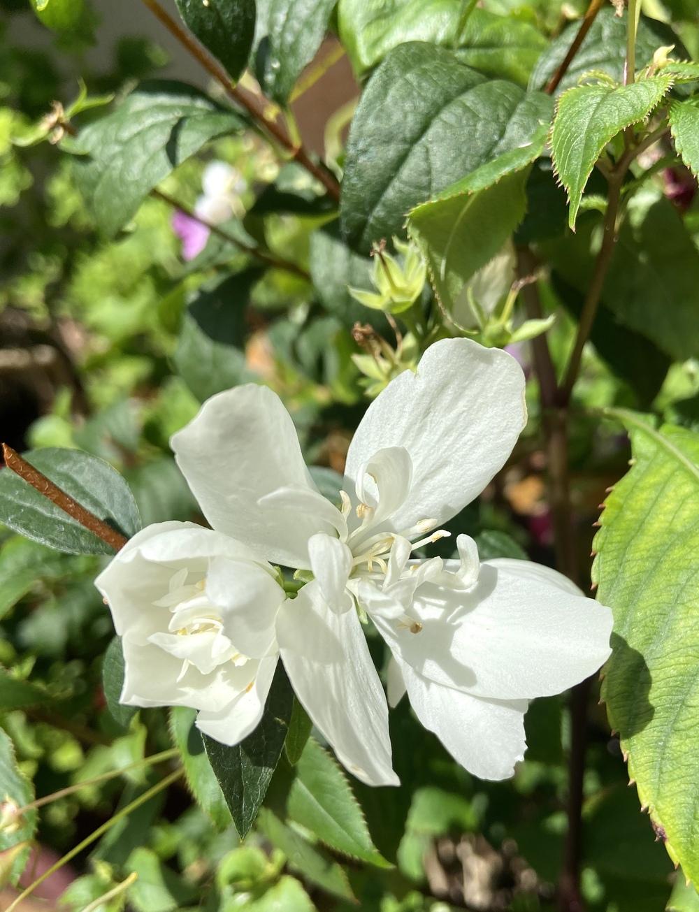 Mock Oranges: Plant Care and Collection of Varieties - Garden.org