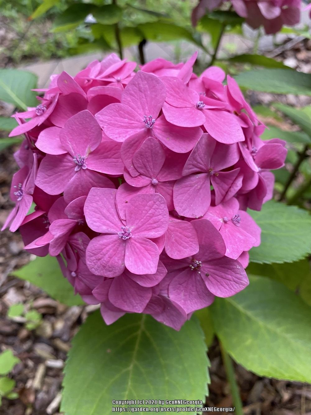 Bigleaf Hydrangea (Hydrangea macrophylla 'Marechal Foch') in the ...