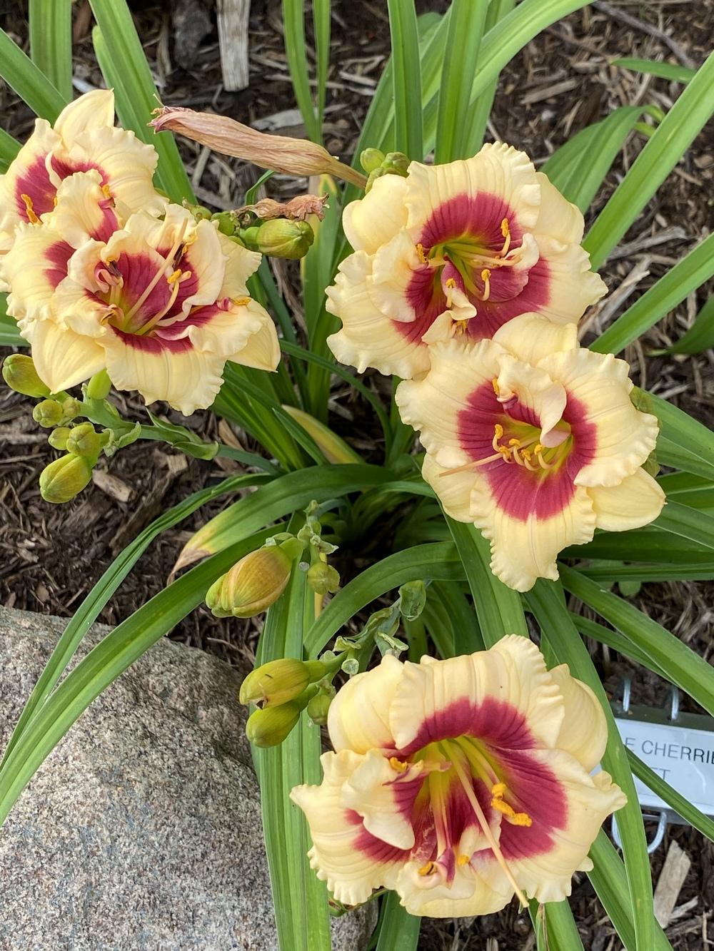 Daylily (Hemerocallis 'Double Cherries Duet') in the Daylilies Database ...