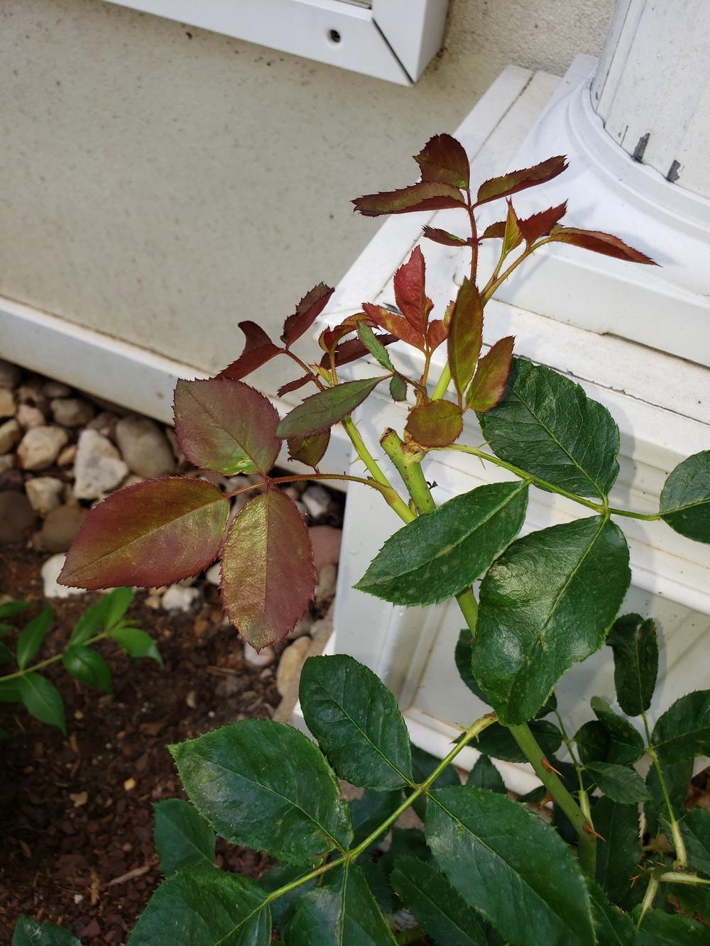 RRD Identification Help Needed in the Roses forum - Garden.org