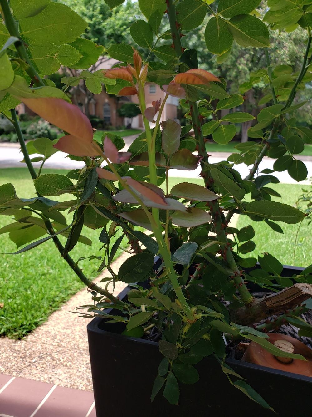 RRD Identification Help Needed in the Roses forum - Garden.org