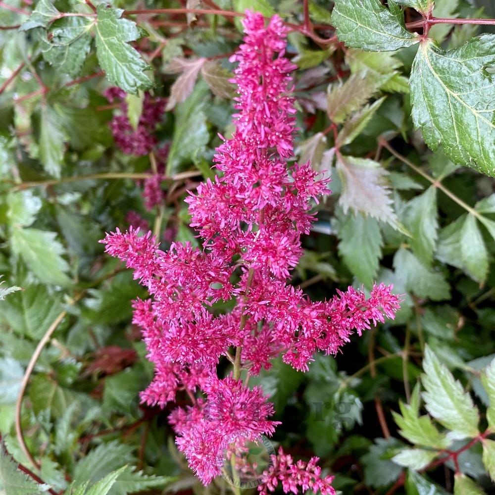 Astilbes: Plant Care and Collection of Varieties - Garden.org
