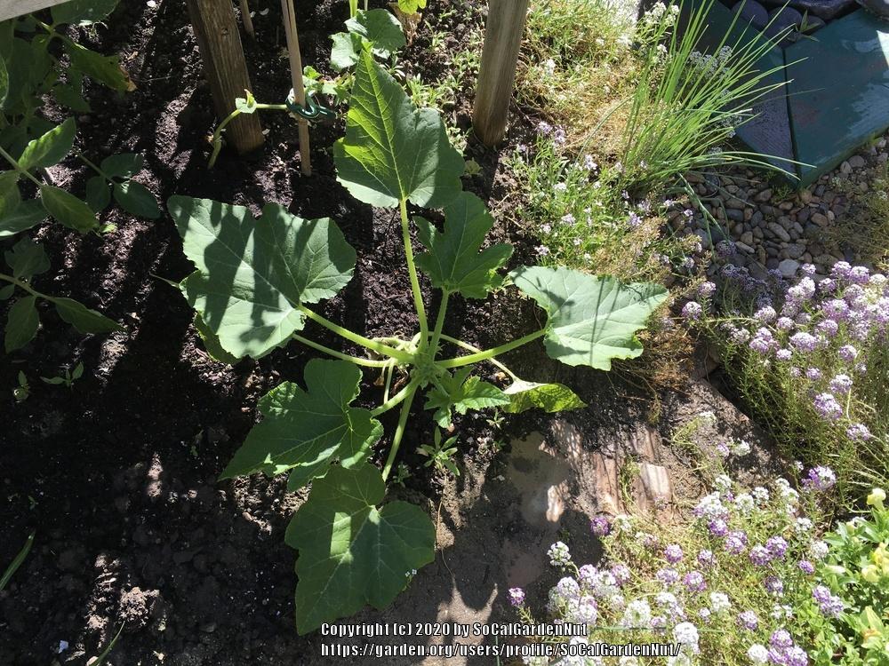 Squash thread in the Vegetables and Fruit forum - Garden.org