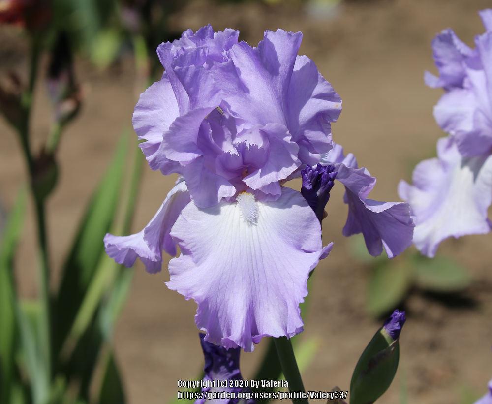 Photo of the bloom of Tall Bearded Iris (Iris 'Mary Frances') posted by ...