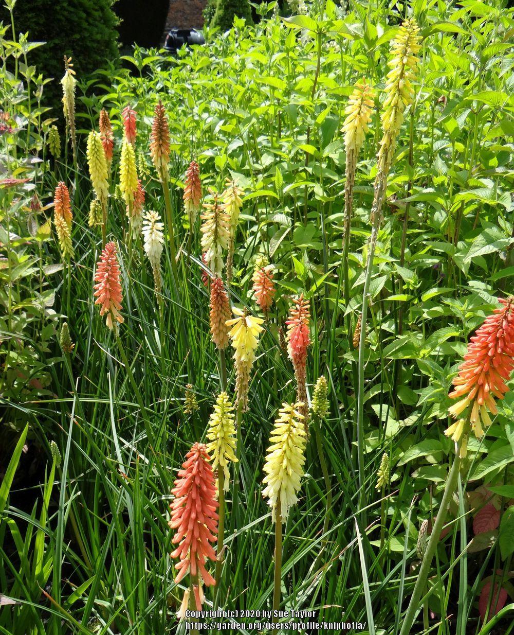 Photo of the bloom of Red Hot Poker (Kniphofia uvaria 'Flamenco ...