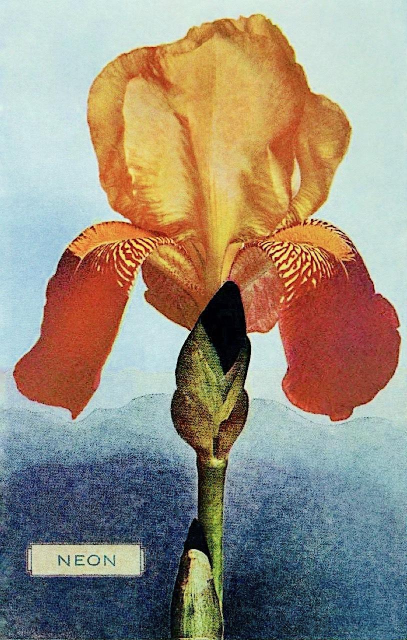 Tall Bearded Iris (Iris 'Neon') in the Irises Database - Garden.org